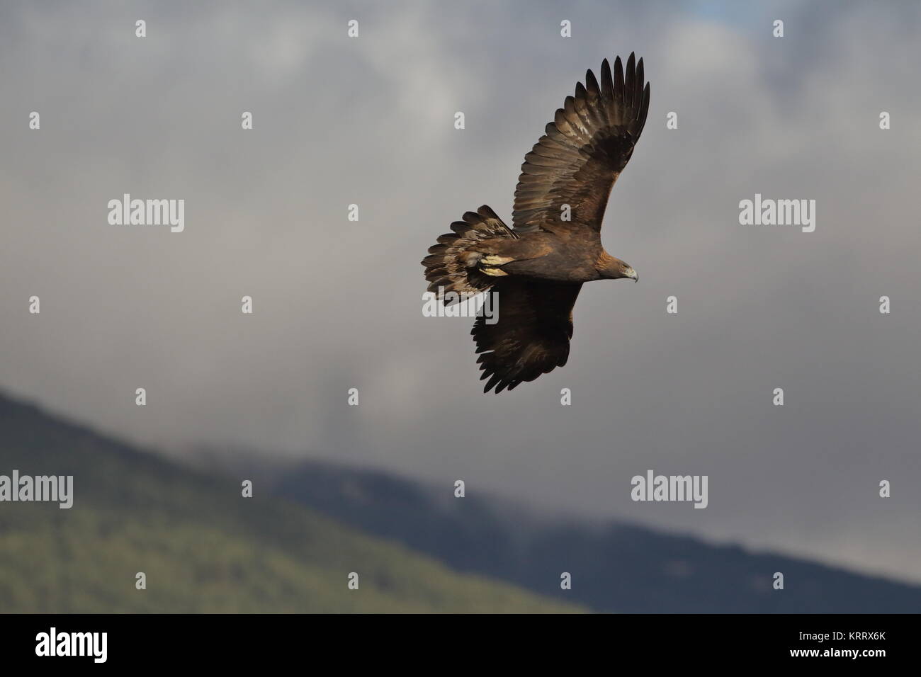 Golden eagle fly Stock Photo - Alamy