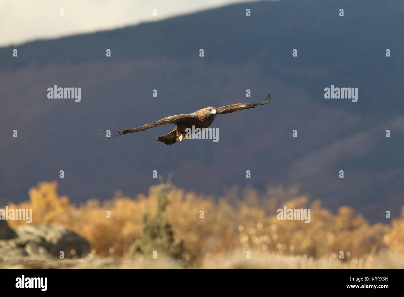 Golden eagle fly Stock Photo - Alamy