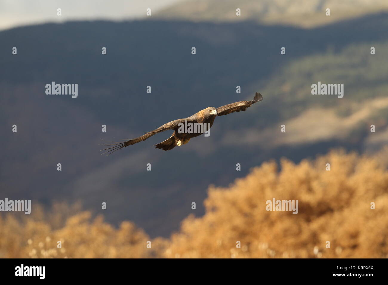 Golden eagle fly Stock Photo - Alamy