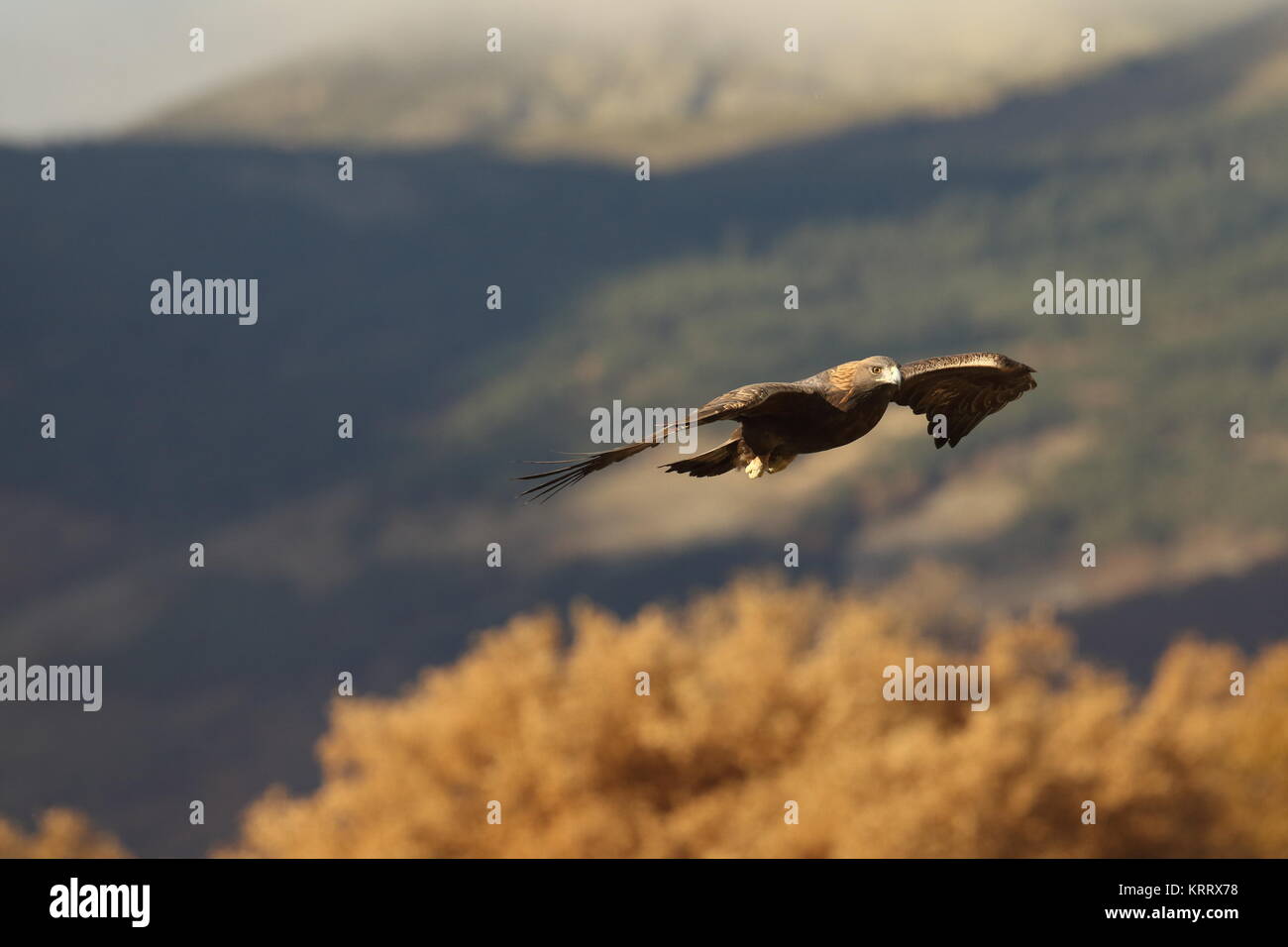 Golden eagle fly Stock Photo - Alamy