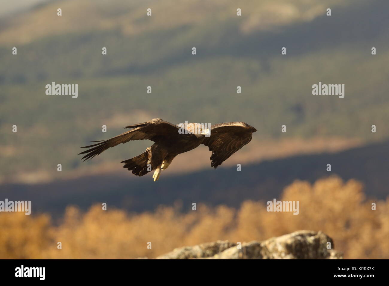 Golden eagle fly Stock Photo - Alamy