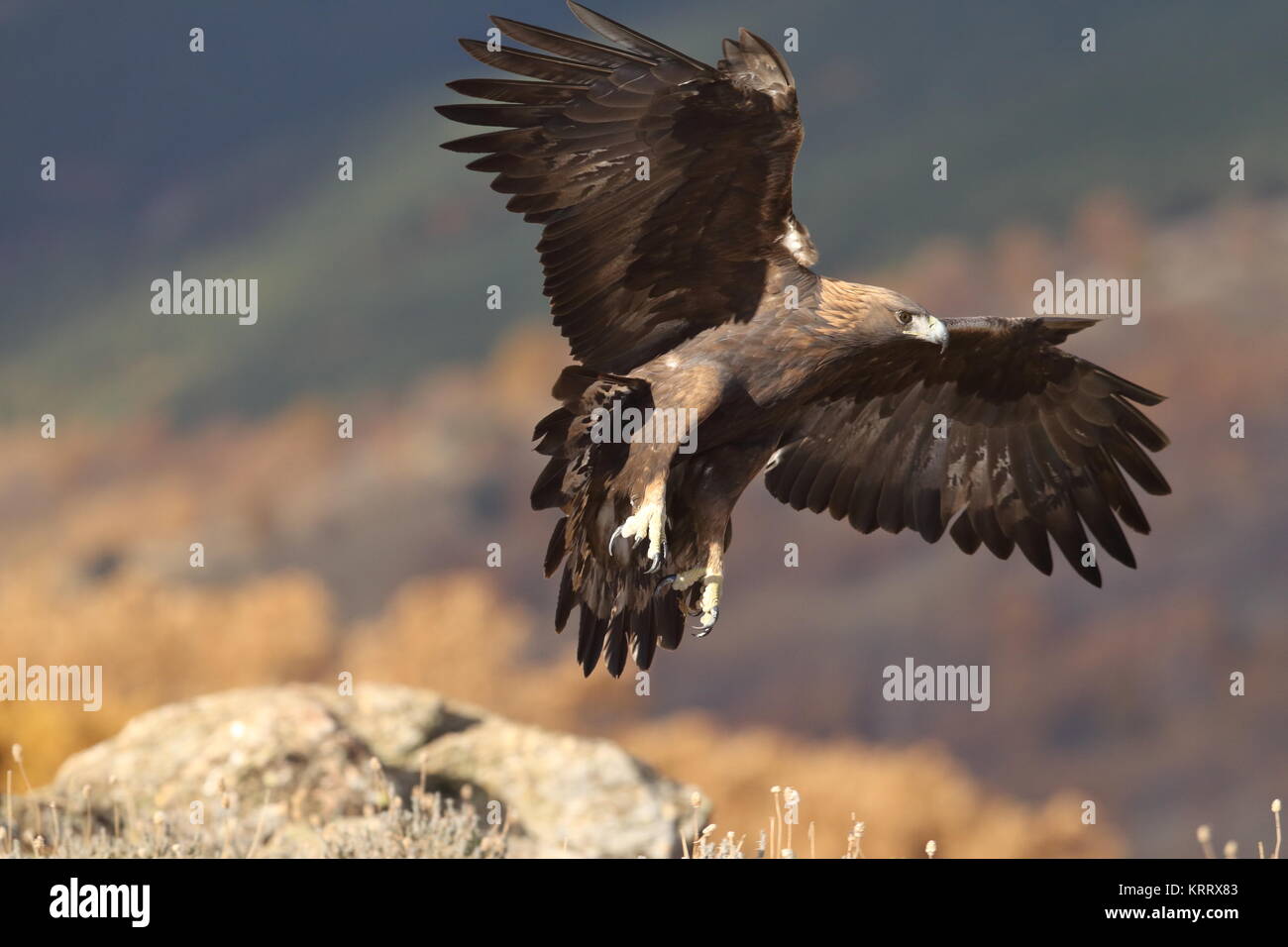 Golden eagle fly Stock Photo - Alamy