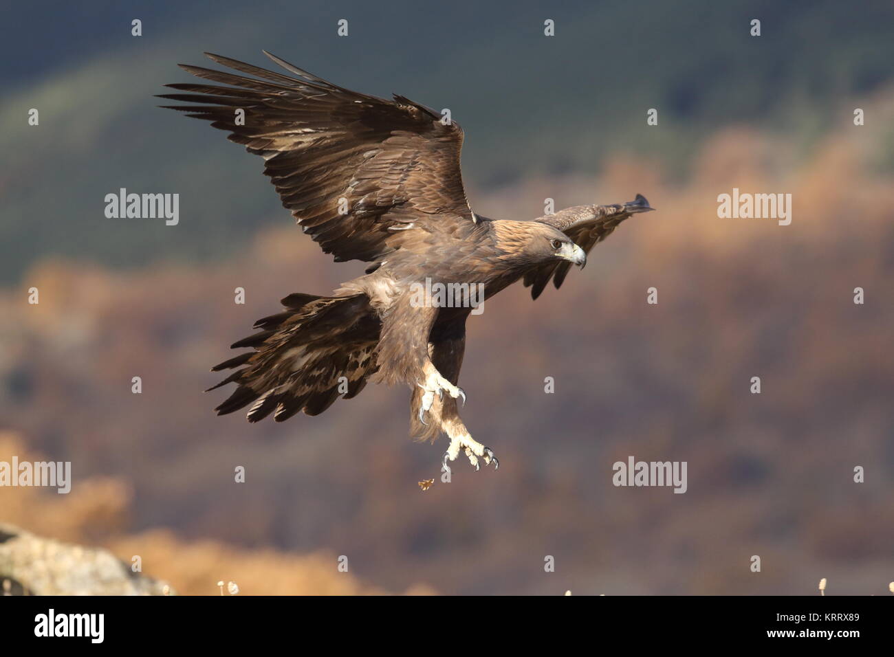 Golden eagle fly Stock Photo - Alamy