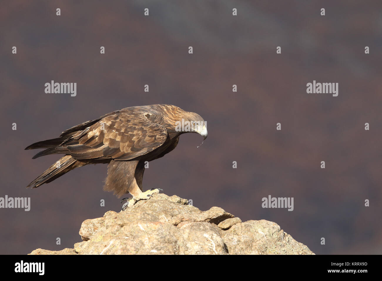 Golden eagle fly Stock Photo - Alamy