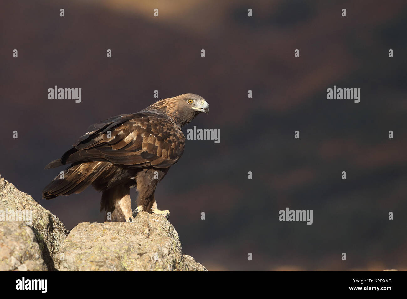 Golden eagle fly Stock Photo - Alamy