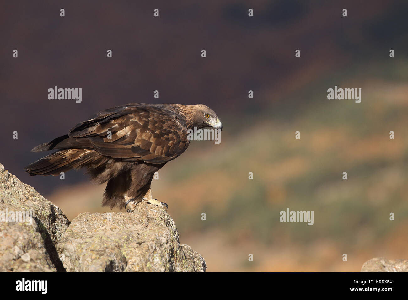 Golden eagle fly Stock Photo - Alamy