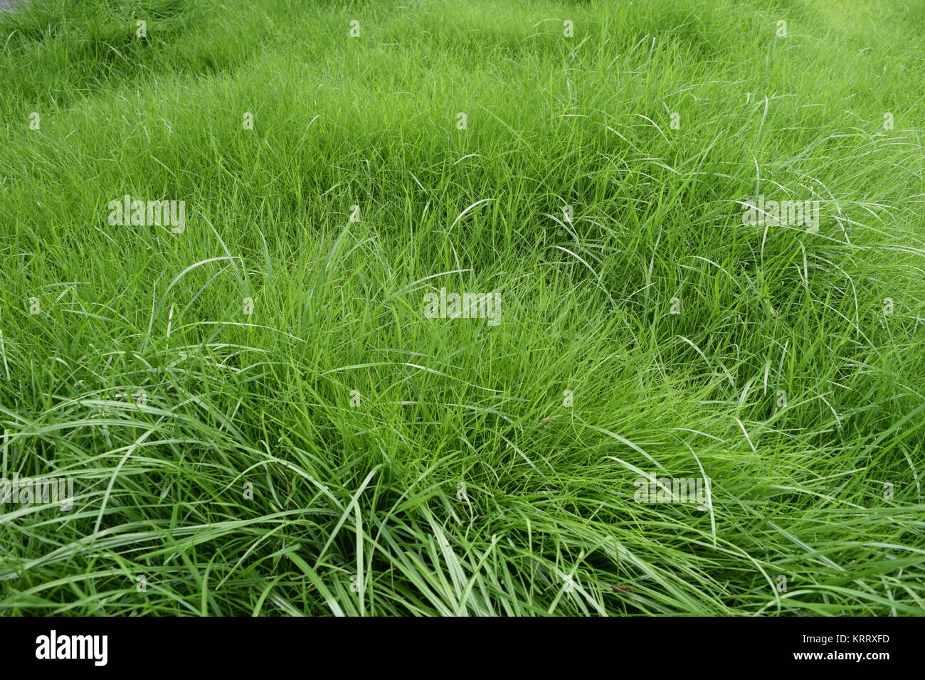 Fertilized hi-res stock photography and images - Alamy