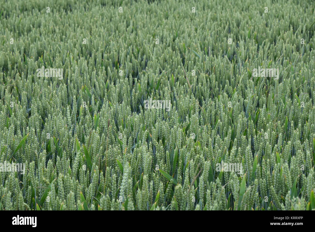 Roggenfeld hi-res stock photography and images - Alamy