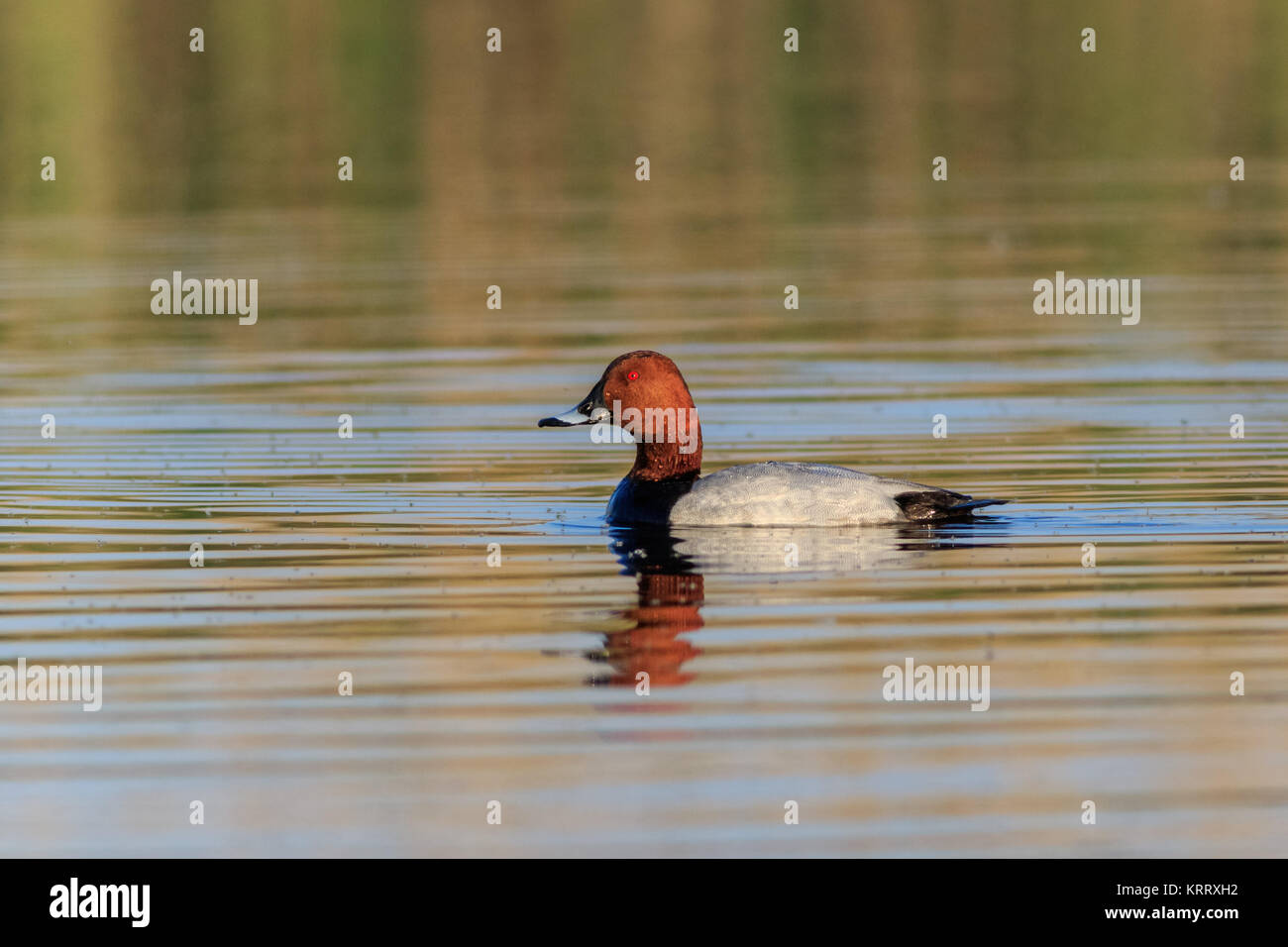 Ferruginous Duck on a lake Stock Photo - Alamy