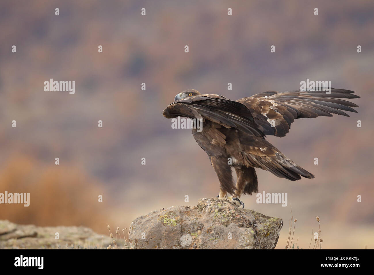 Golden eagle fly Stock Photo - Alamy