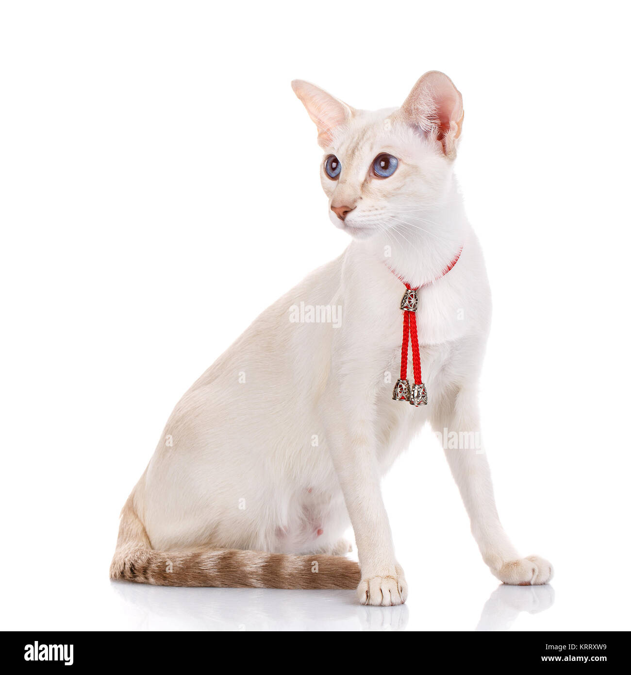 Siamese cat siting on white background, side view Stock Photo - Alamy