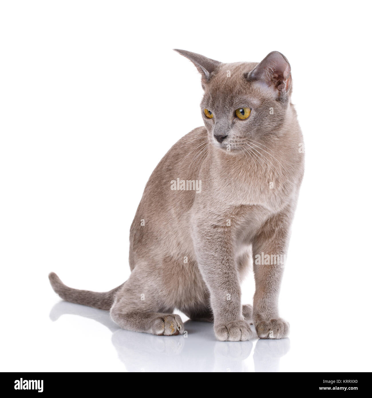 Burmese cat sits on white Stock Photo - Alamy