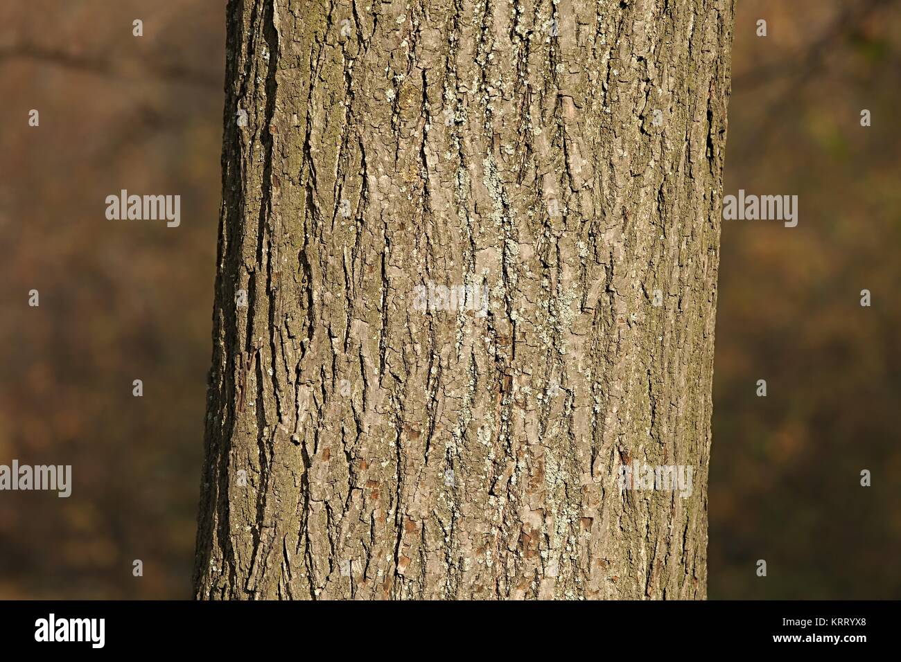 Tree trunk closeup Stock Photo - Alamy