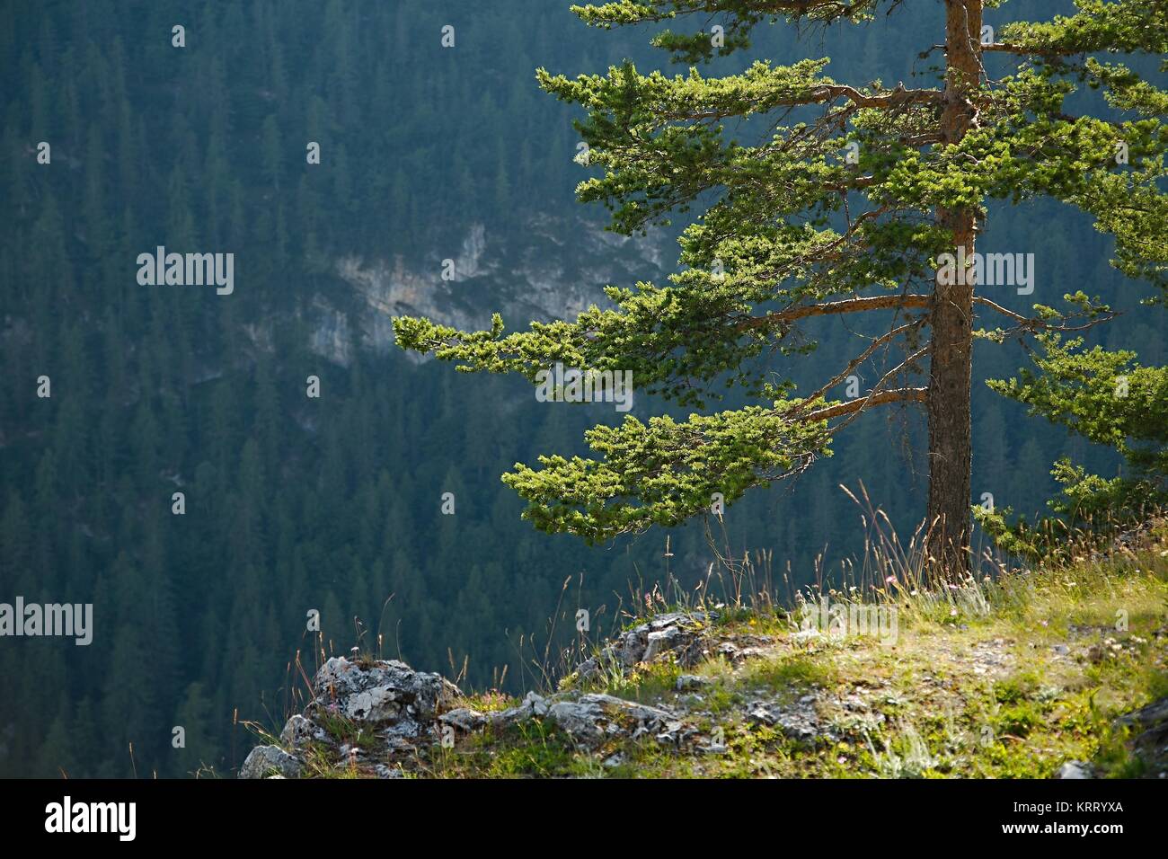 Pine tree detail Stock Photo - Alamy