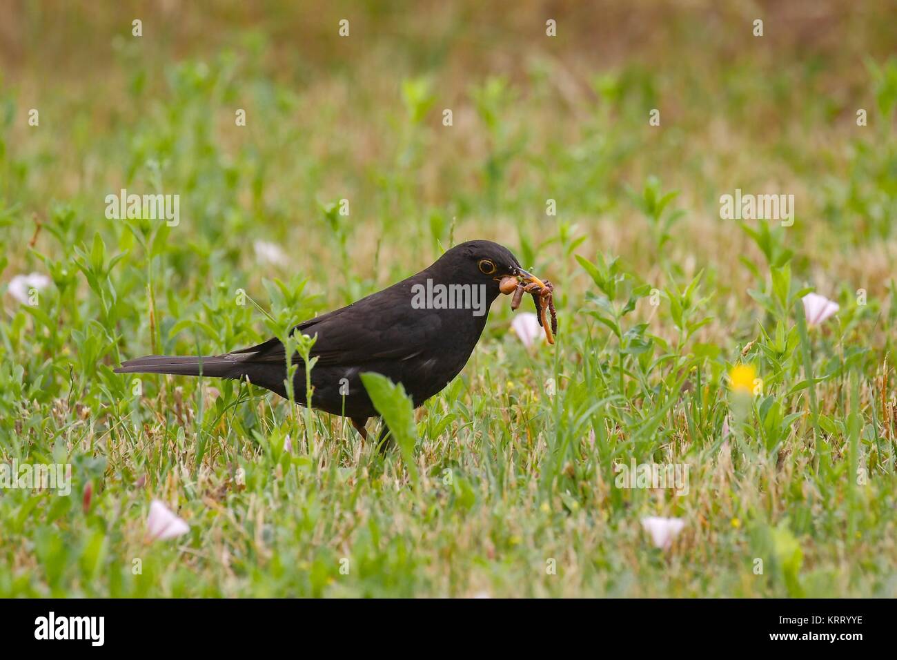 Black bird eat earthworm hi-res stock photography and images - Alamy