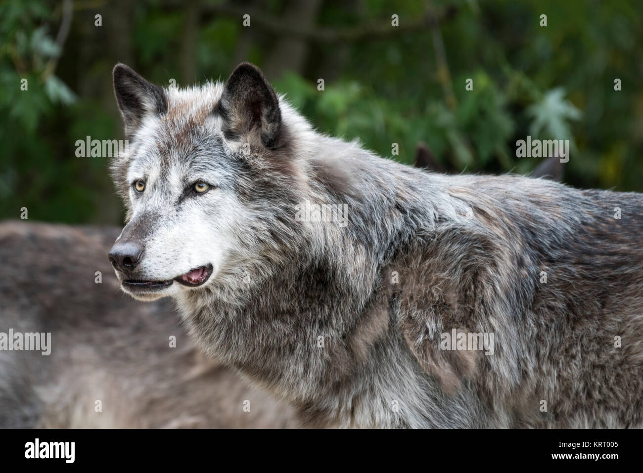 White wolf skin hi-res stock photography and images - Alamy