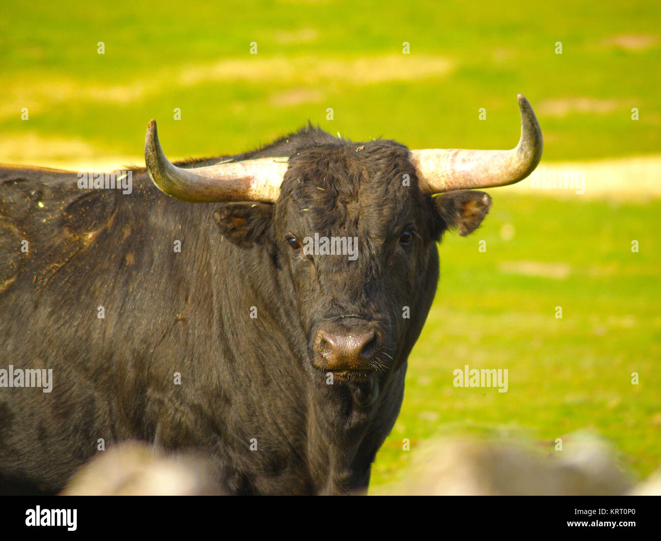 Bull in the pasture Stock Photo - Alamy