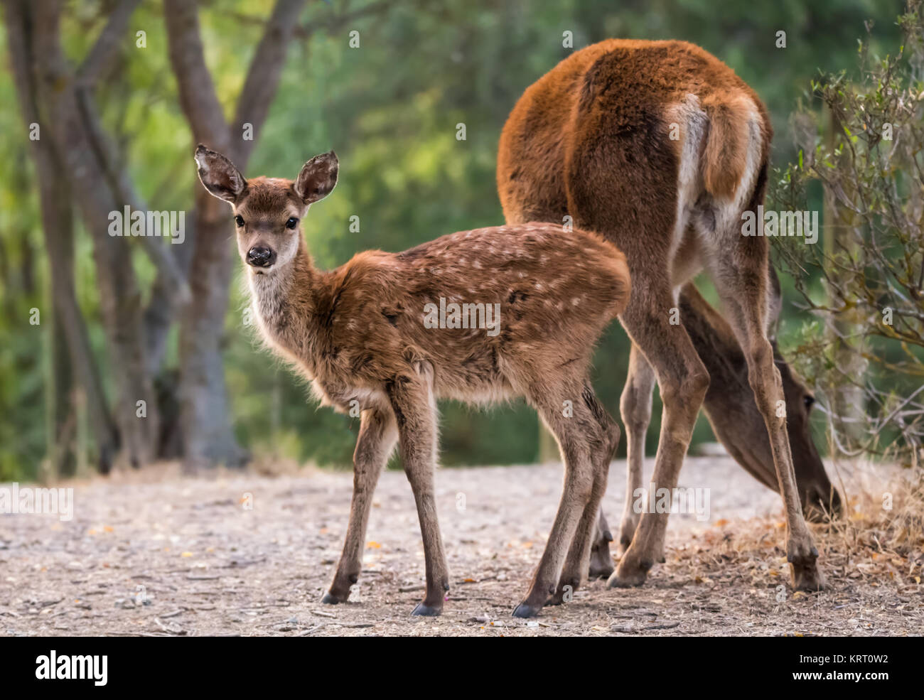 Small doe photographed at the National Park of Monfragüe. Spain Stock ...