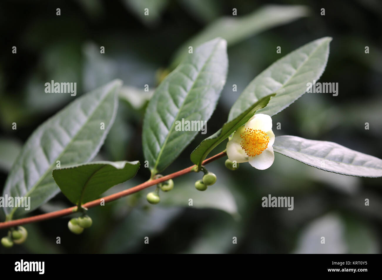 Blooming tea plant (Camellia sinensis Stock Photo - Alamy