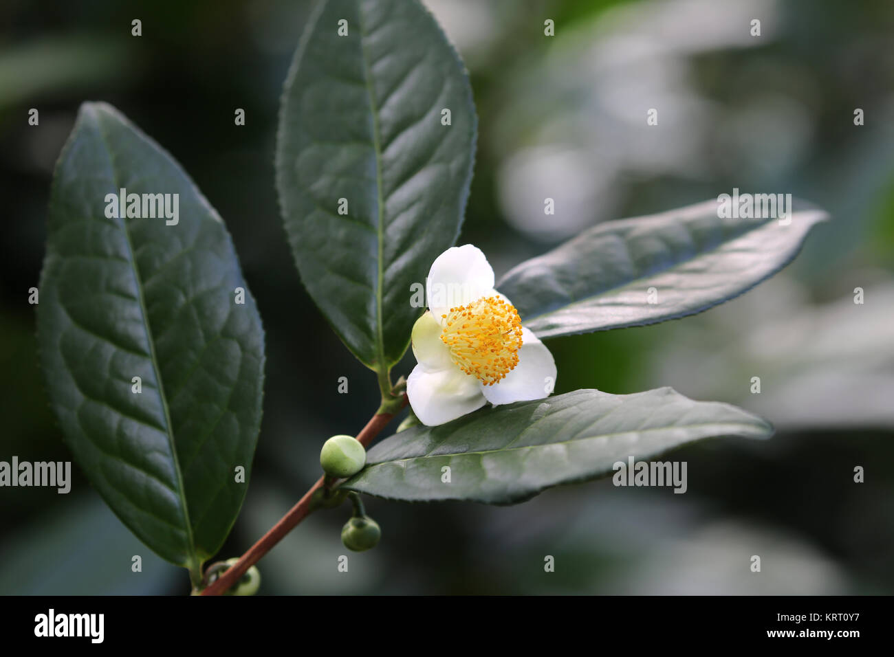 Blooming tea plant (Camellia sinensis Stock Photo - Alamy