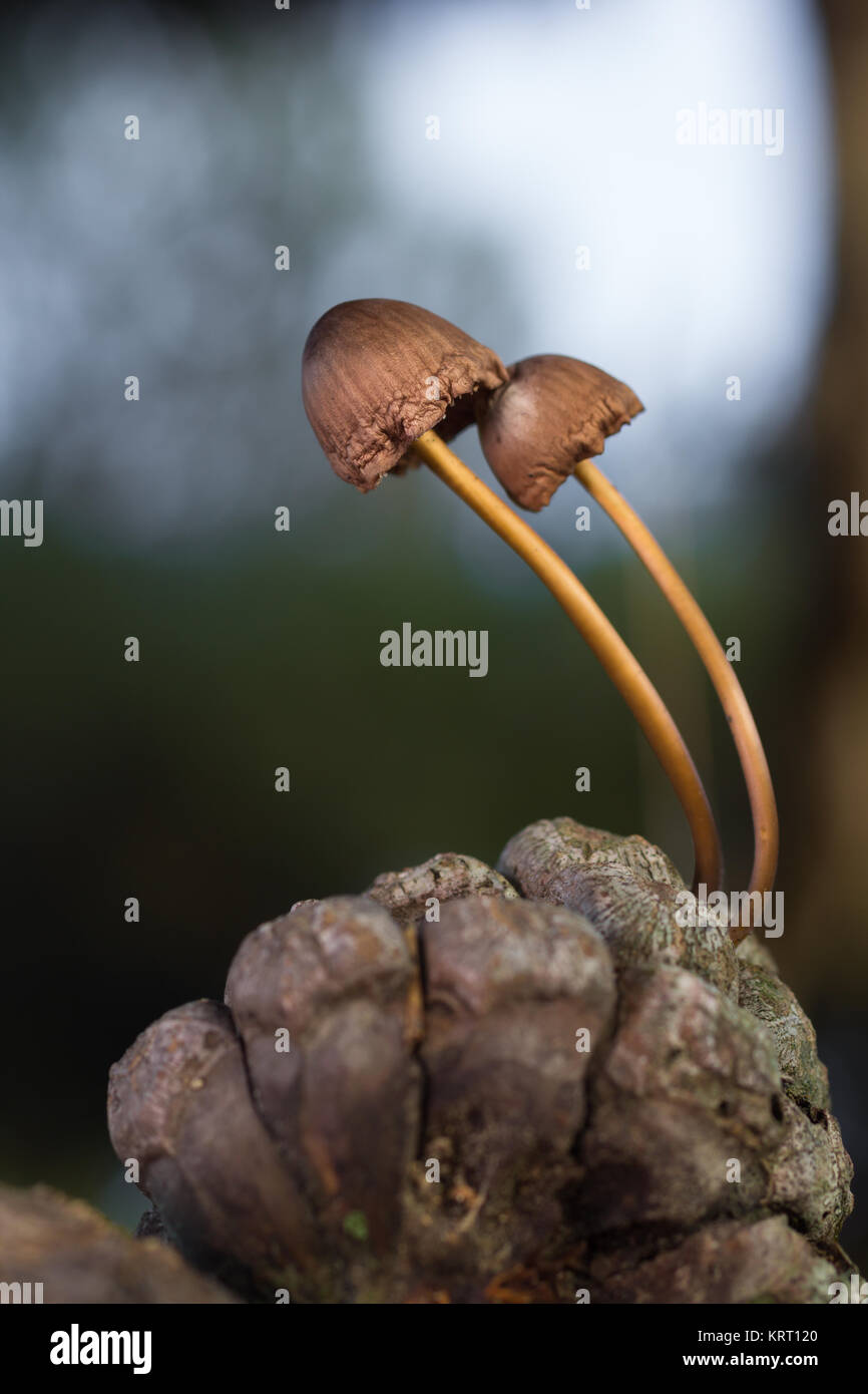 Pine Cone Mushrooms Stock Photos & Pine Cone Mushrooms Stock Images - Alamy
