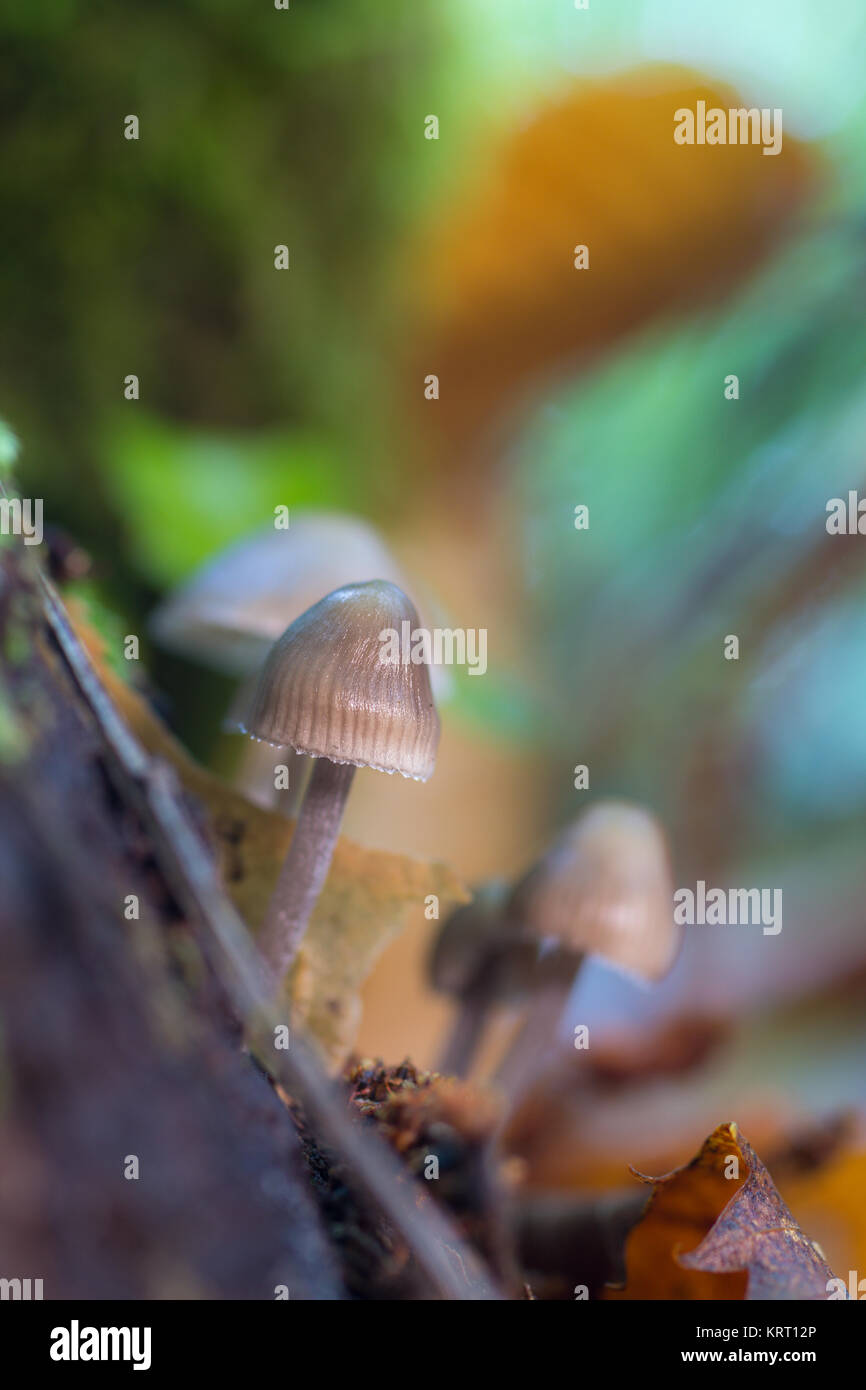 Mycena sp. Small mushrooms in a forest of chestnut trees Stock Photo ...