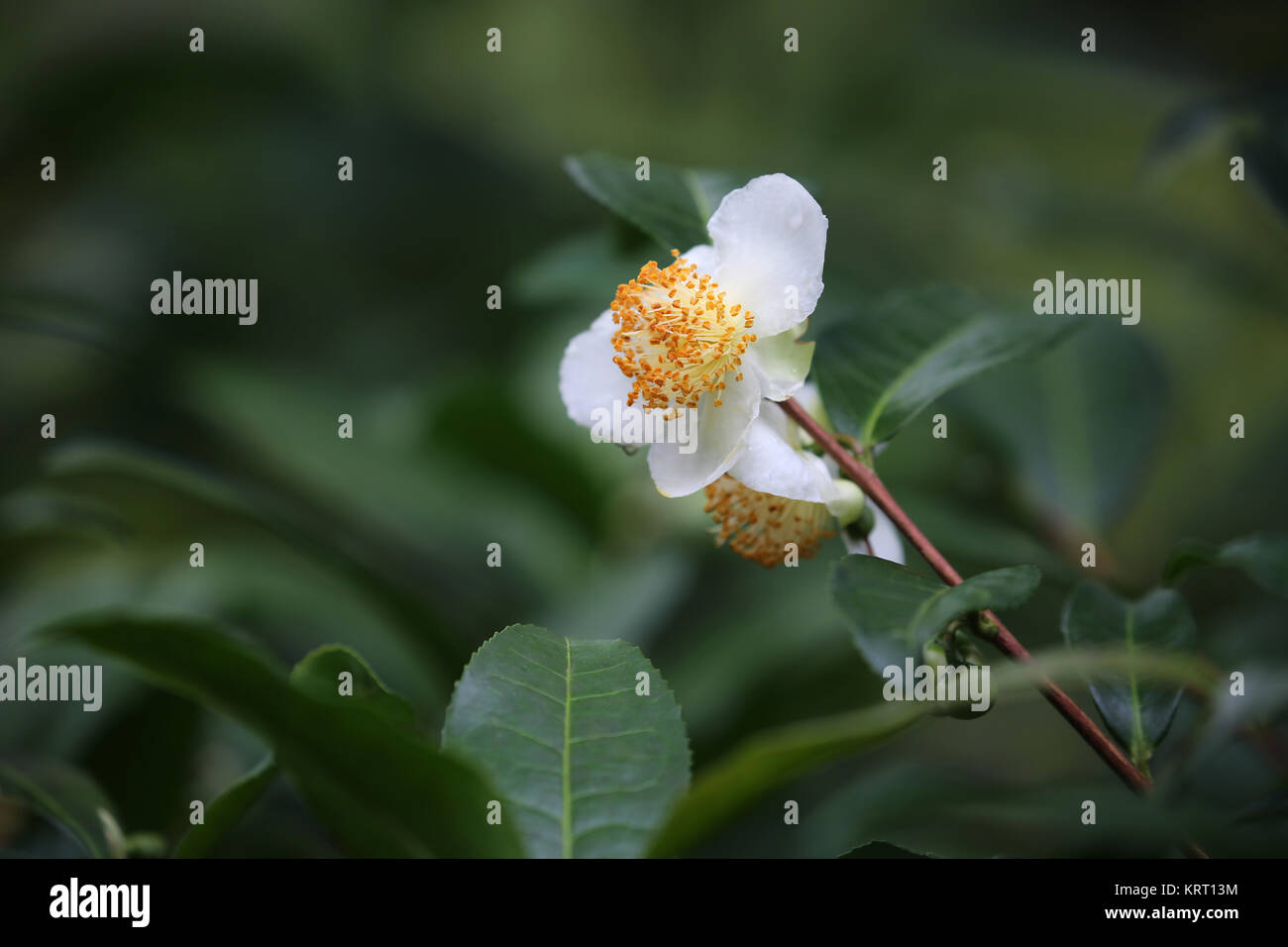Tea plant camellia sinensis hi-res stock photography and images - Alamy