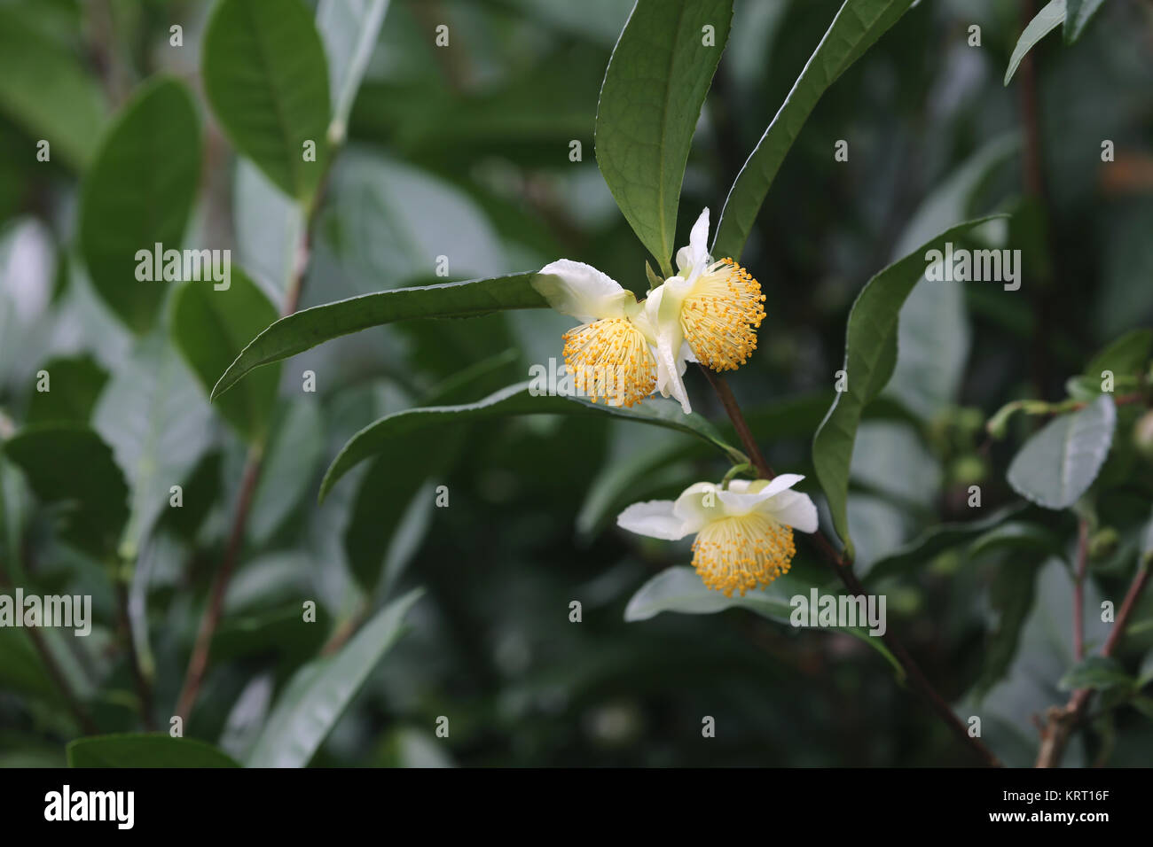 Camellia sinensis (tea) plant hi-res stock photography and images - Alamy