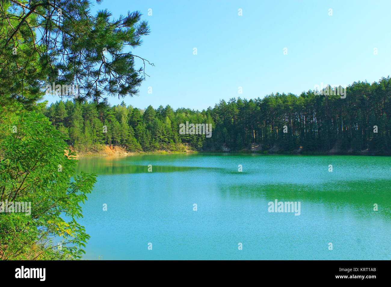 beautiful forest lake with pines Stock Photo - Alamy