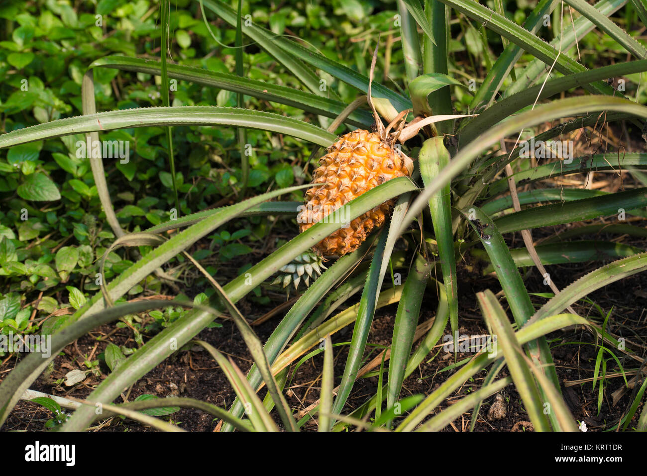 Pineapple fruit plant uk hi-res stock photography and images - Alamy