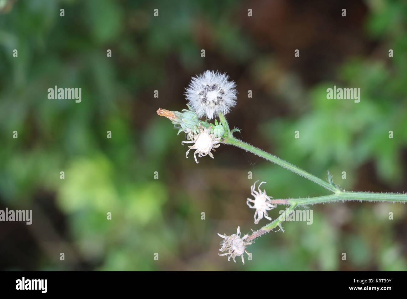 Beautiful wild plants and flowers Stock Photo - Alamy