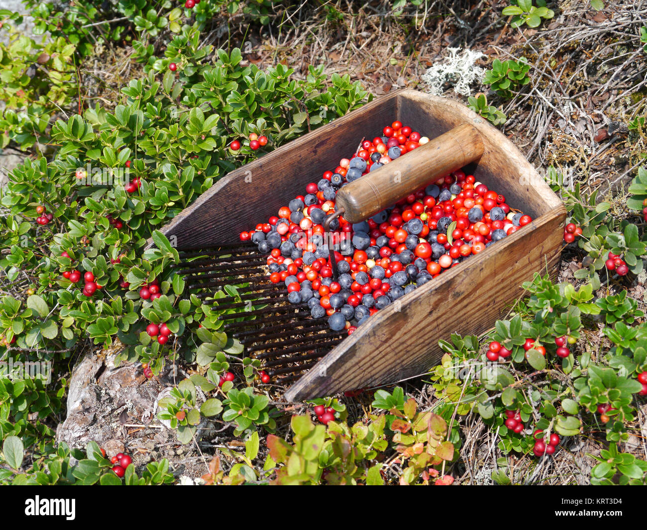 blueberry and lingonberry harvest Stock Photo - Alamy
