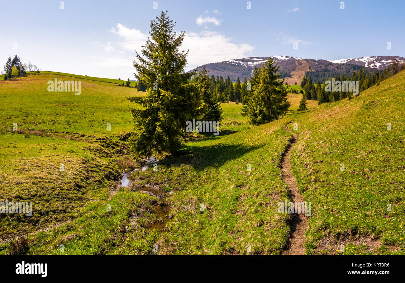 path through grassy slope in to the forest. beautiful springtime ...