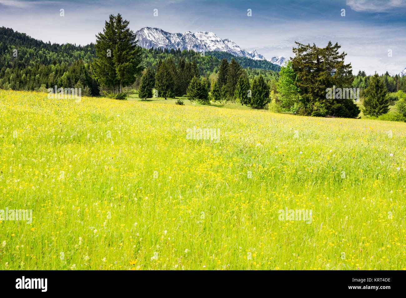 Pasture in the alps of Bavaria Stock Photo - Alamy