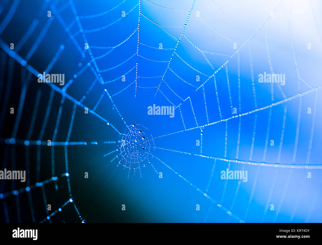 Closeup of a wet spiderweb wtih dew drops Stock Photo - Alamy