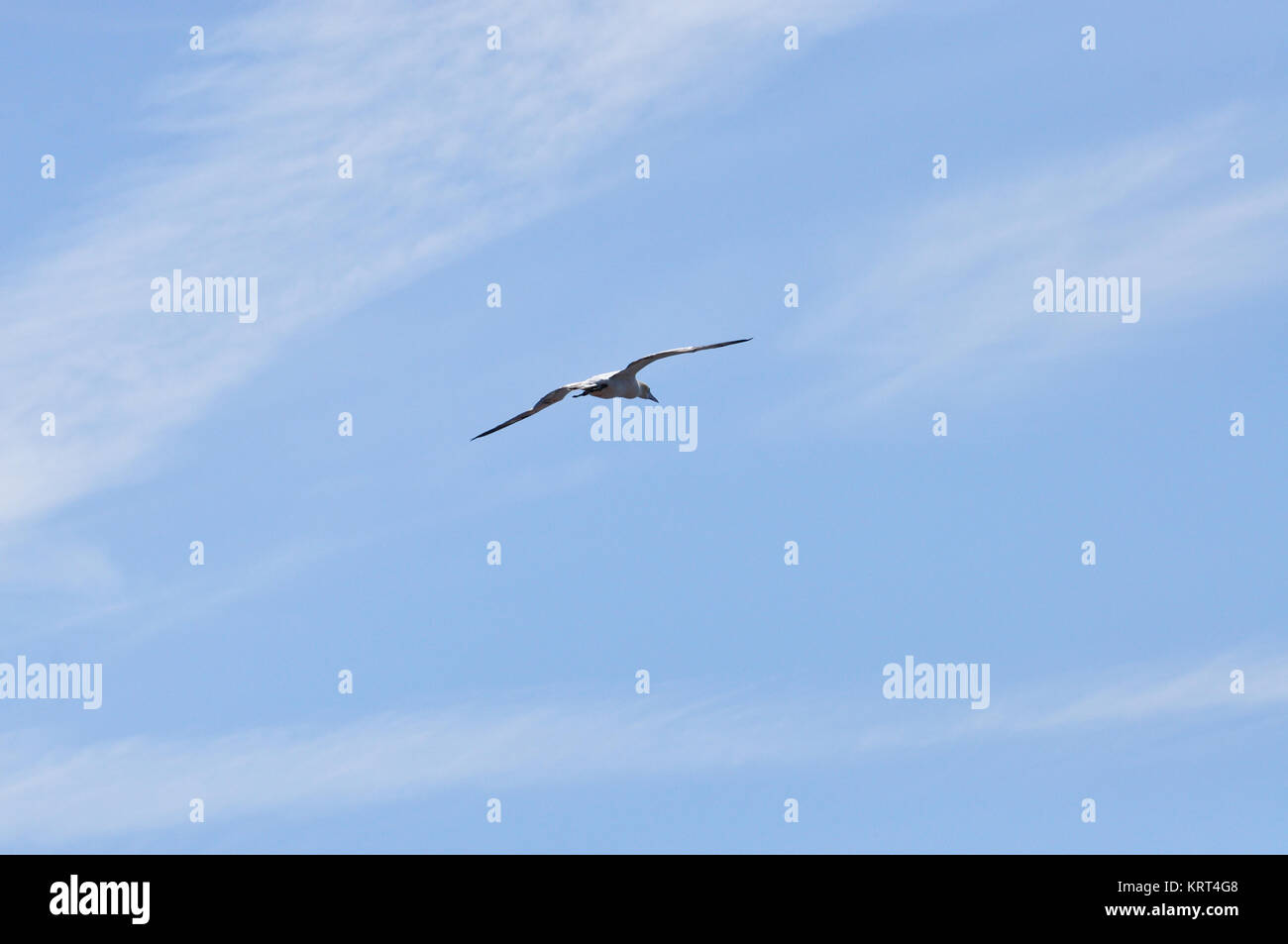 Fliegender Basstölpel (Morus bassanus) auf der Insel Helgoland in der ...
