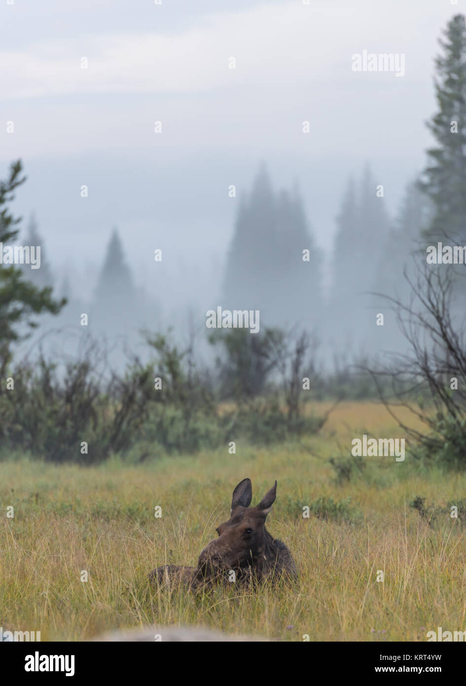 Moose in tall grass hi-res stock photography and images - Alamy