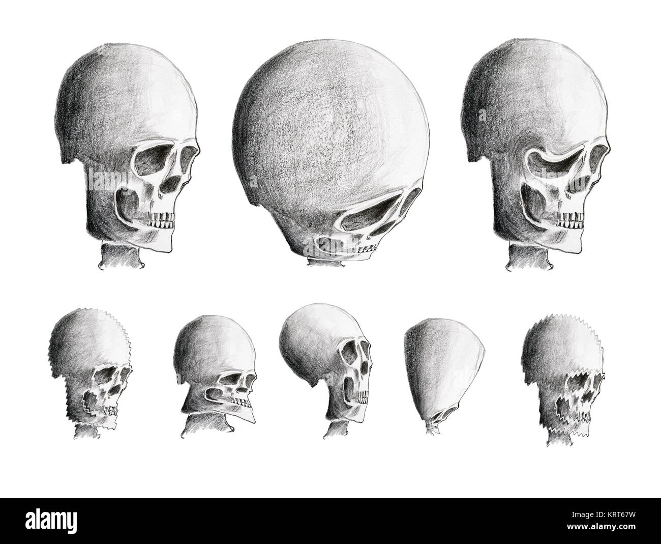 Hand drawing of the various human skulls Stock Photo - Alamy