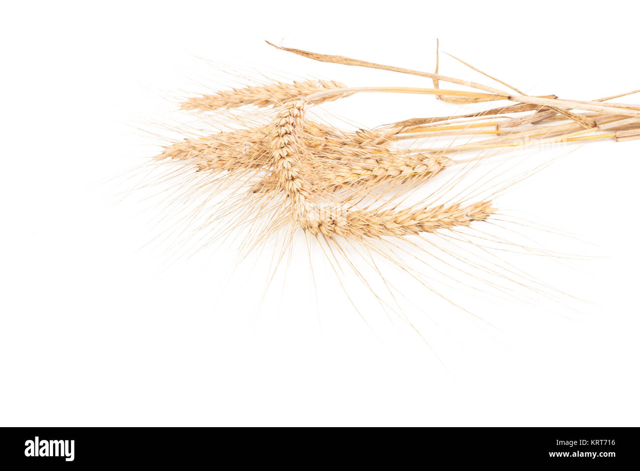 ears of wheat isolated on white Stock Photo - Alamy