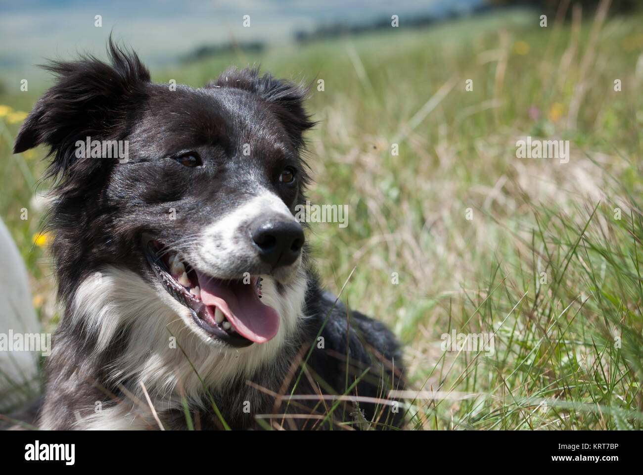 Border collie head hi-res stock photography and images - Alamy