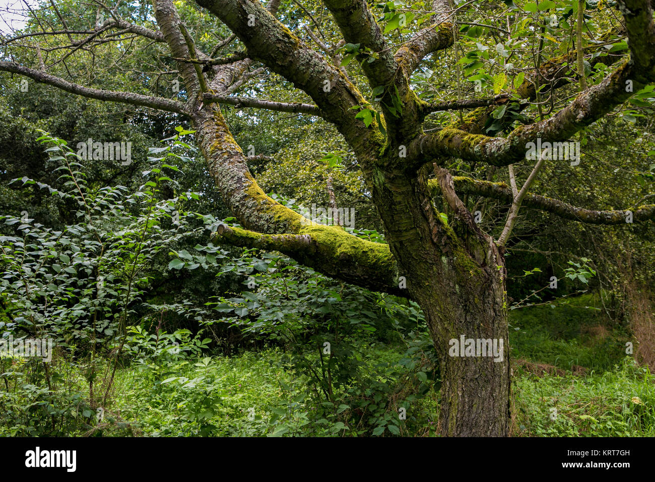 natural green deep jungle Stock Photo - Alamy