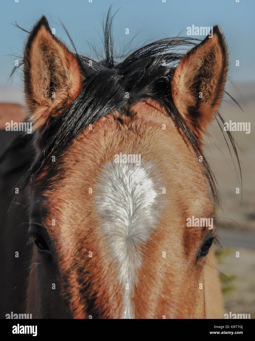 Dun Horse Head Stock Photo - Alamy