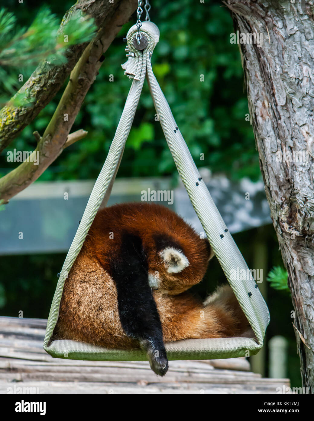 Sleeping Red Panda Stock Photo - Alamy