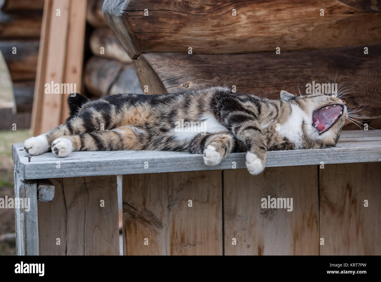 Yawning cat hi-res stock photography and images - Alamy
