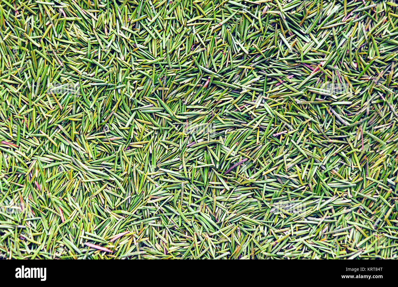 Pine spikes hi-res stock photography and images - Alamy