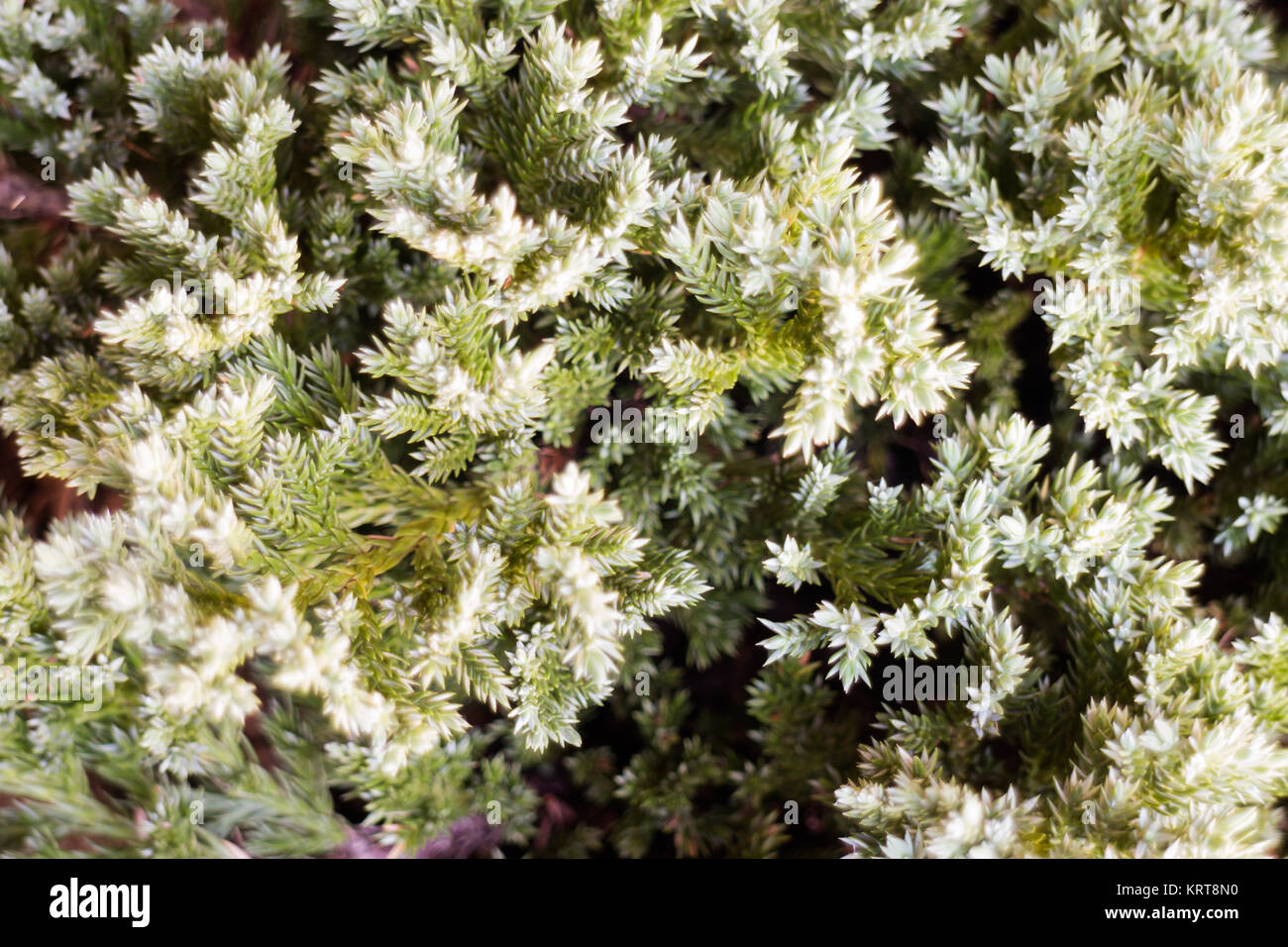 Green nature leaves for rest one's eyes Stock Photo - Alamy