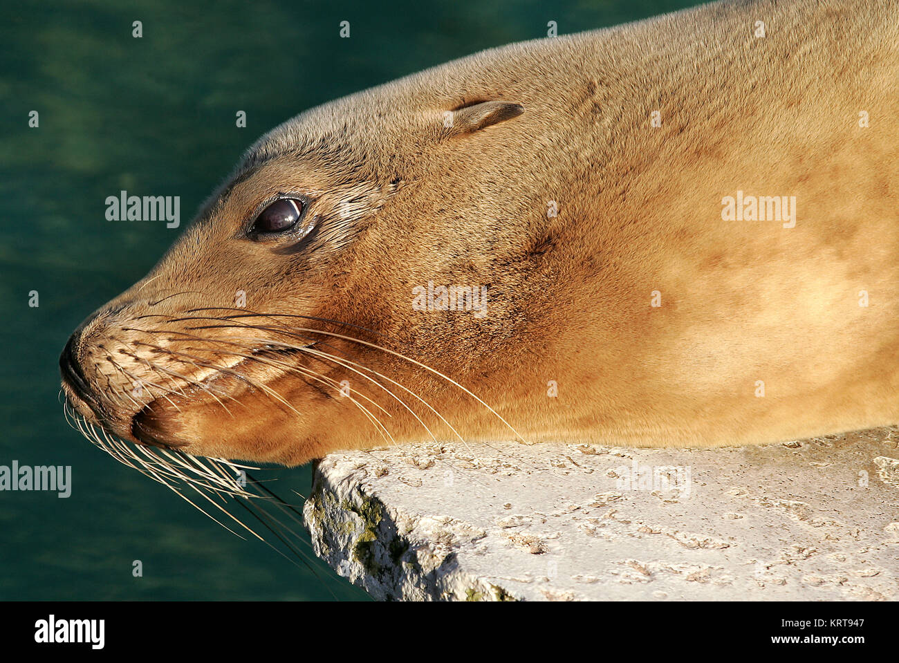 californian sea lion Stock Photo - Alamy