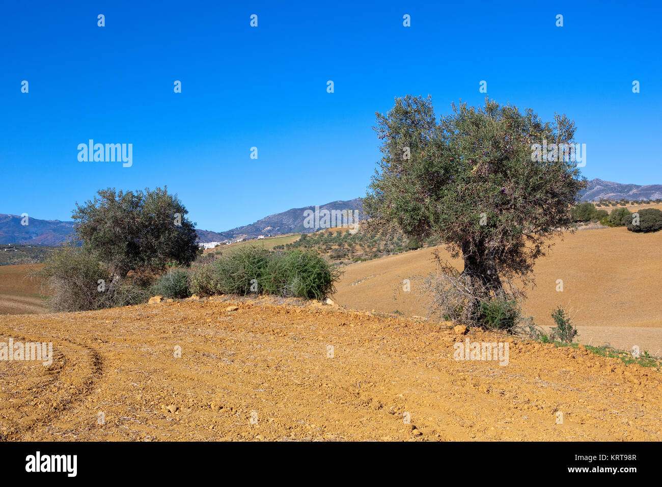 olive trees in an arid spanish farming landscape with mountains under a ...
