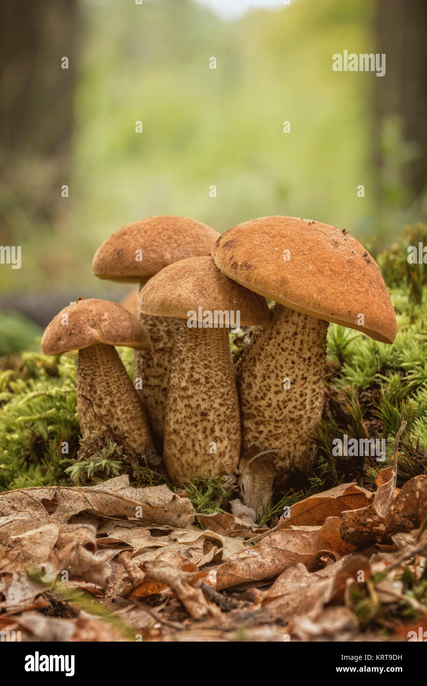Three edible mushroom species,red-capped Stock Photo - Alamy