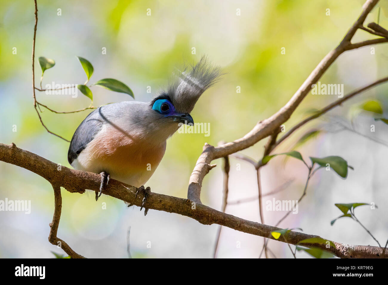 Atractive bird Crested coua (Coua cristata Stock Photo - Alamy